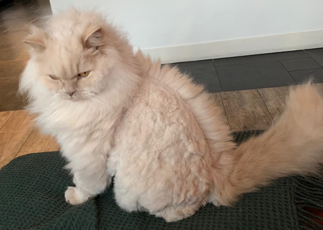 K.A.T. - Katten Advies en Trimmen - Trimmen aan huis