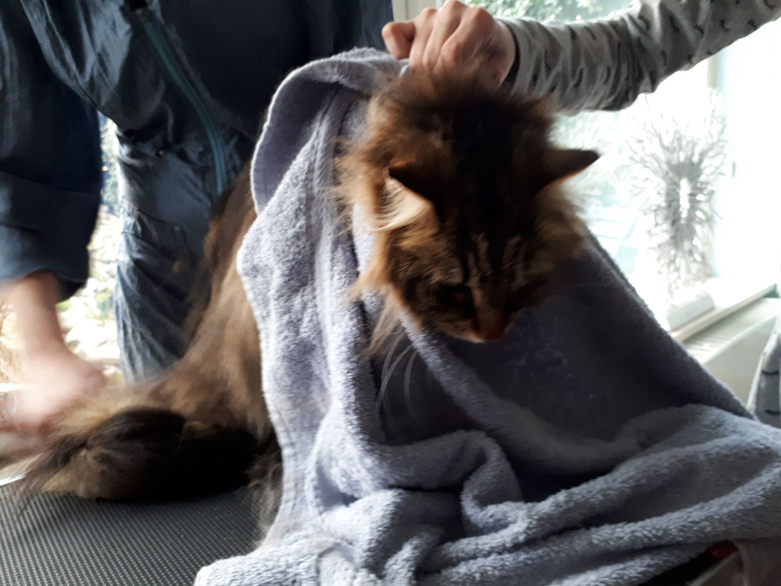 K.A.T. - Katten Advies en Trimmen - Trimmen aan huis