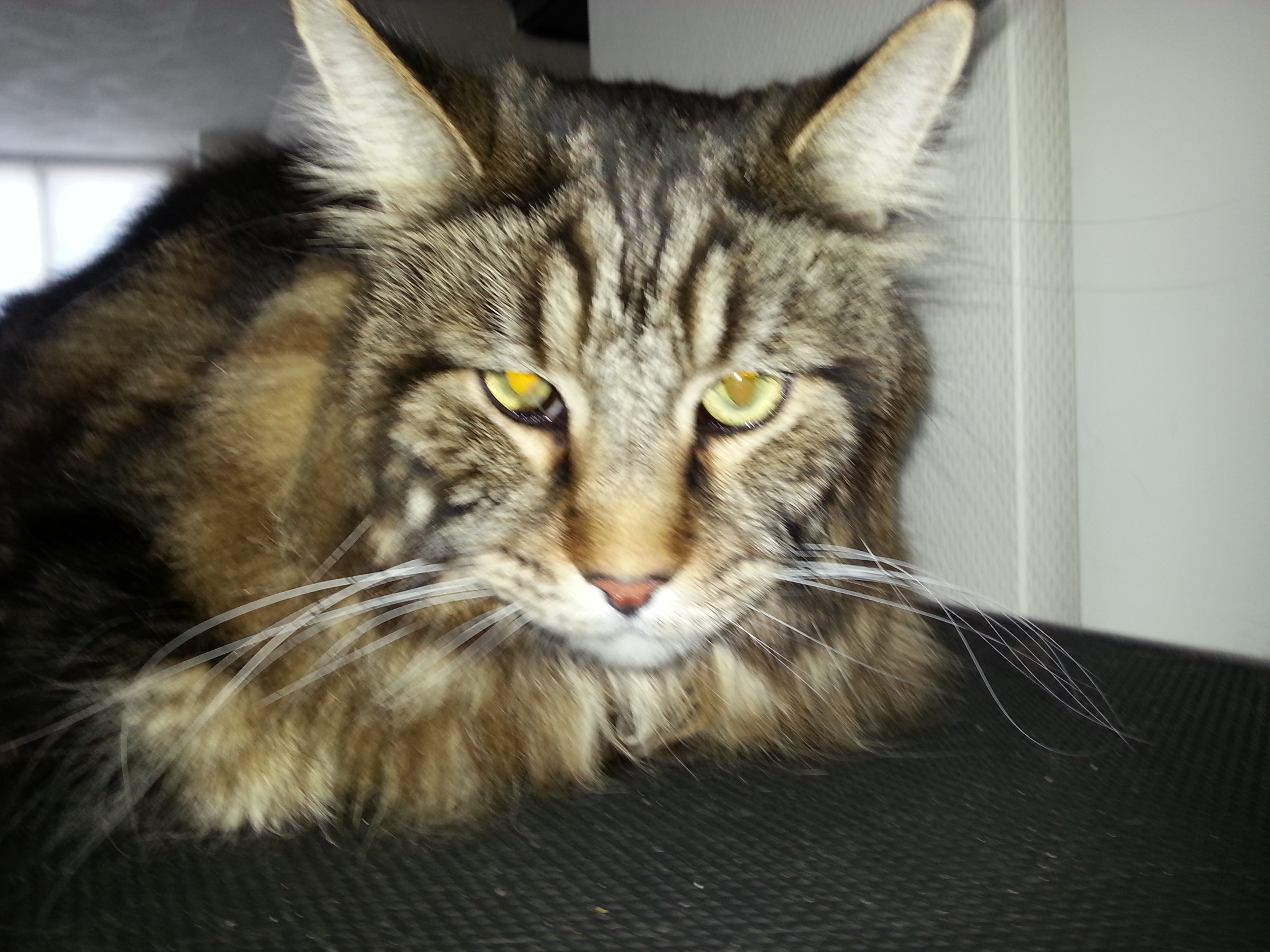 K.A.T. - Katten Advies en Trimmen - Evaluaties trimmen