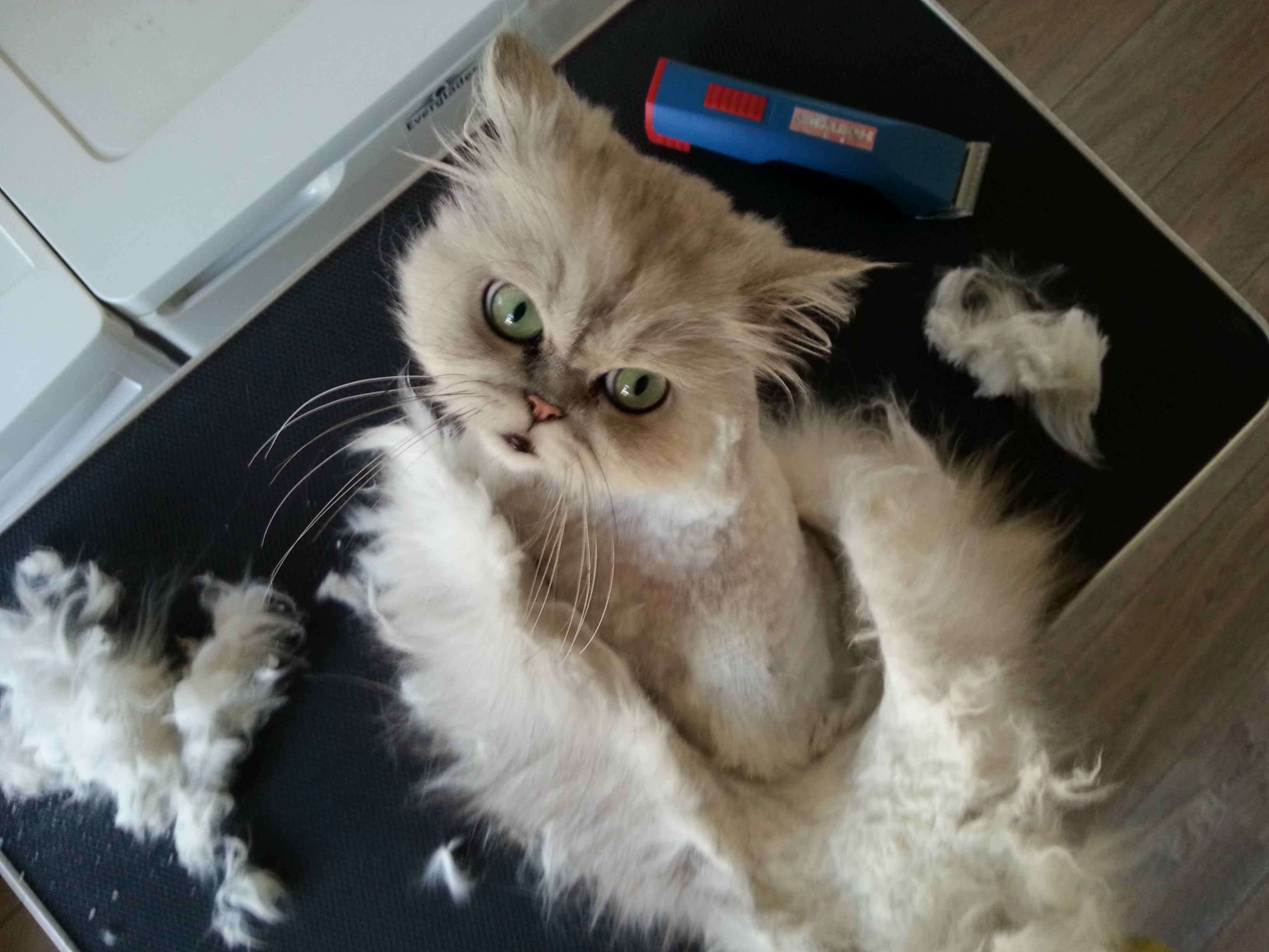 K.A.T. - Katten Advies en Trimmen - Trimmen aan huis